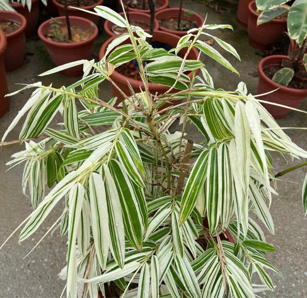 Variegated Bamboo (1m), Furniture & Home Living, Gardening, Plants ...