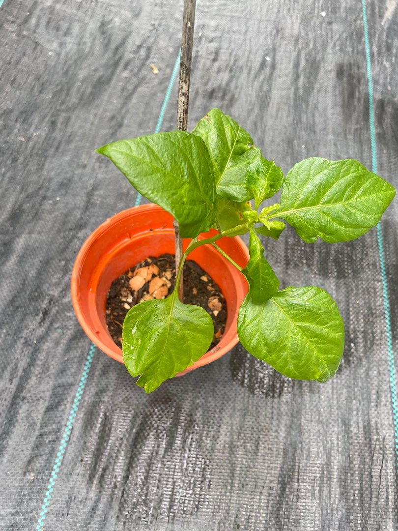 2x Anak pokok Cili padi gemuk, Furniture & Home Living, Gardening ...