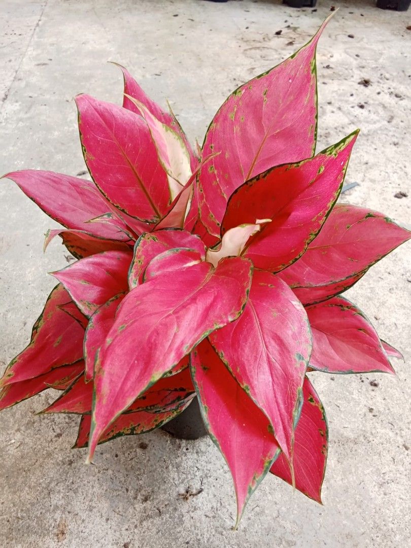 Aglaonema beauty, Furniture & Home Living, Gardening, Plants & Seeds on ...