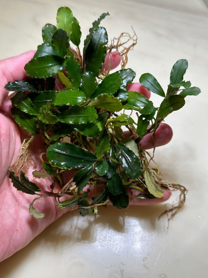 [Bucep Aquatic Plants] Bucephalandra Clump Catherine, Mini Phantom ...