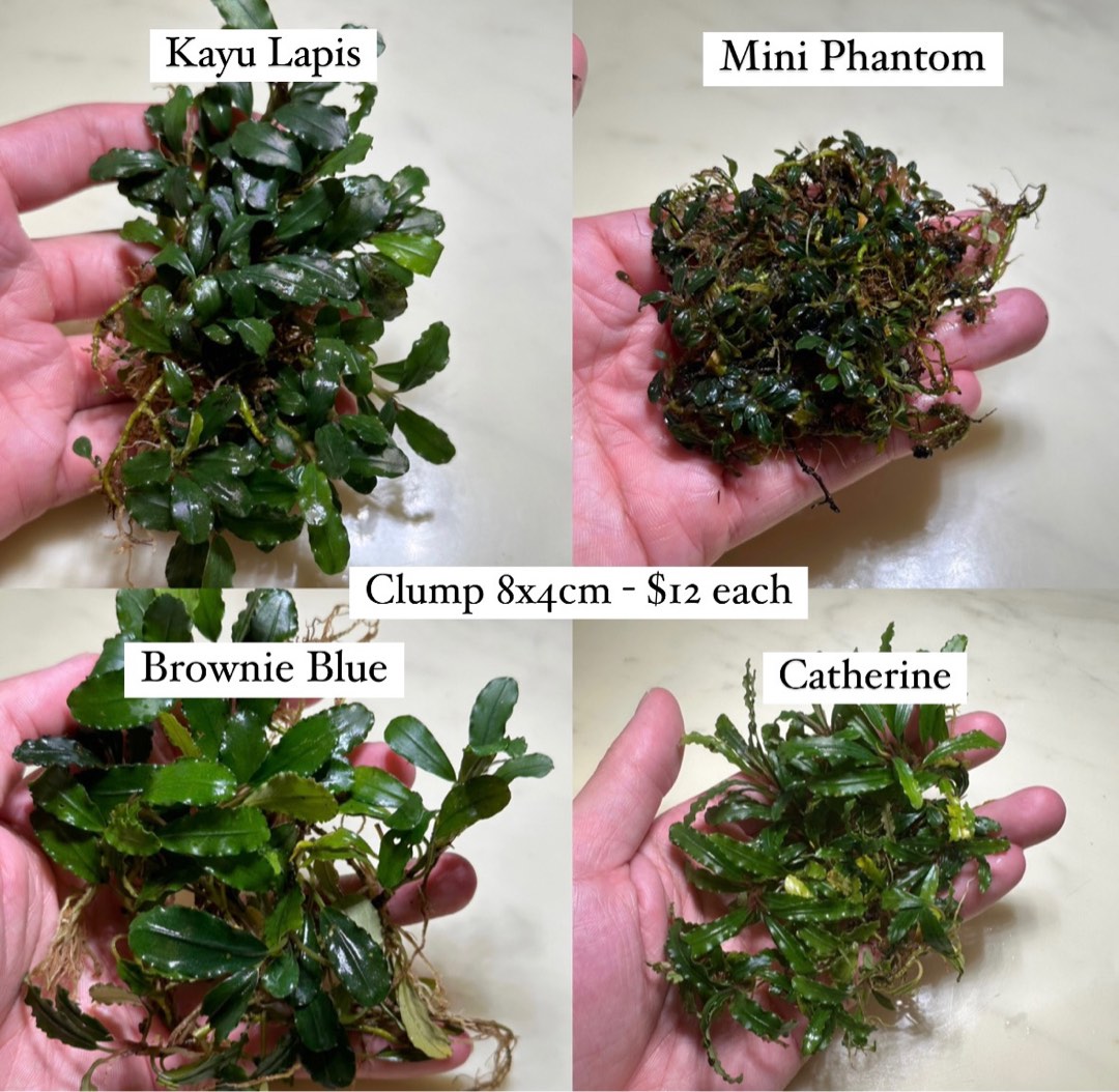 [Bucep Aquatic Plants] Bucephalandra Clump Catherine, Mini Phantom ...