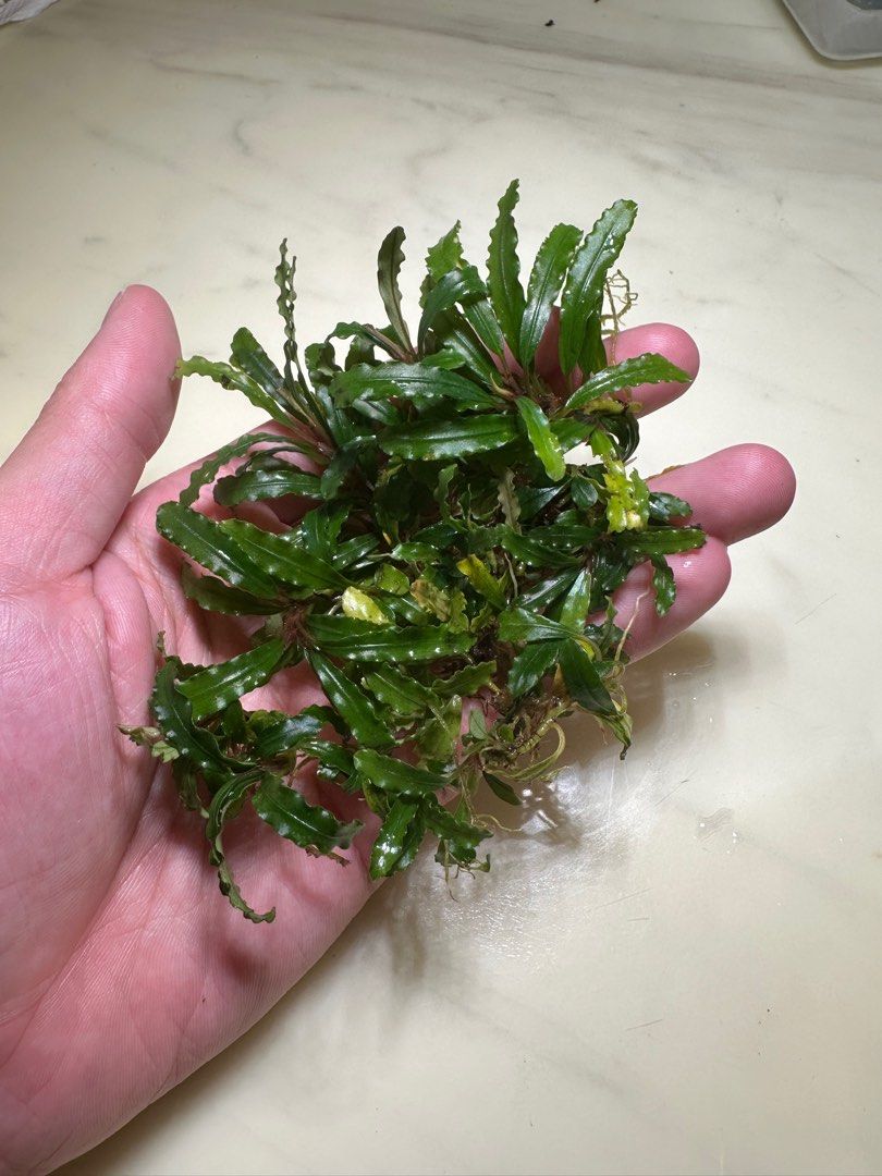 [Bucep Aquatic Plants] Bucephalandra Clump Catherine, Mini Phantom ...