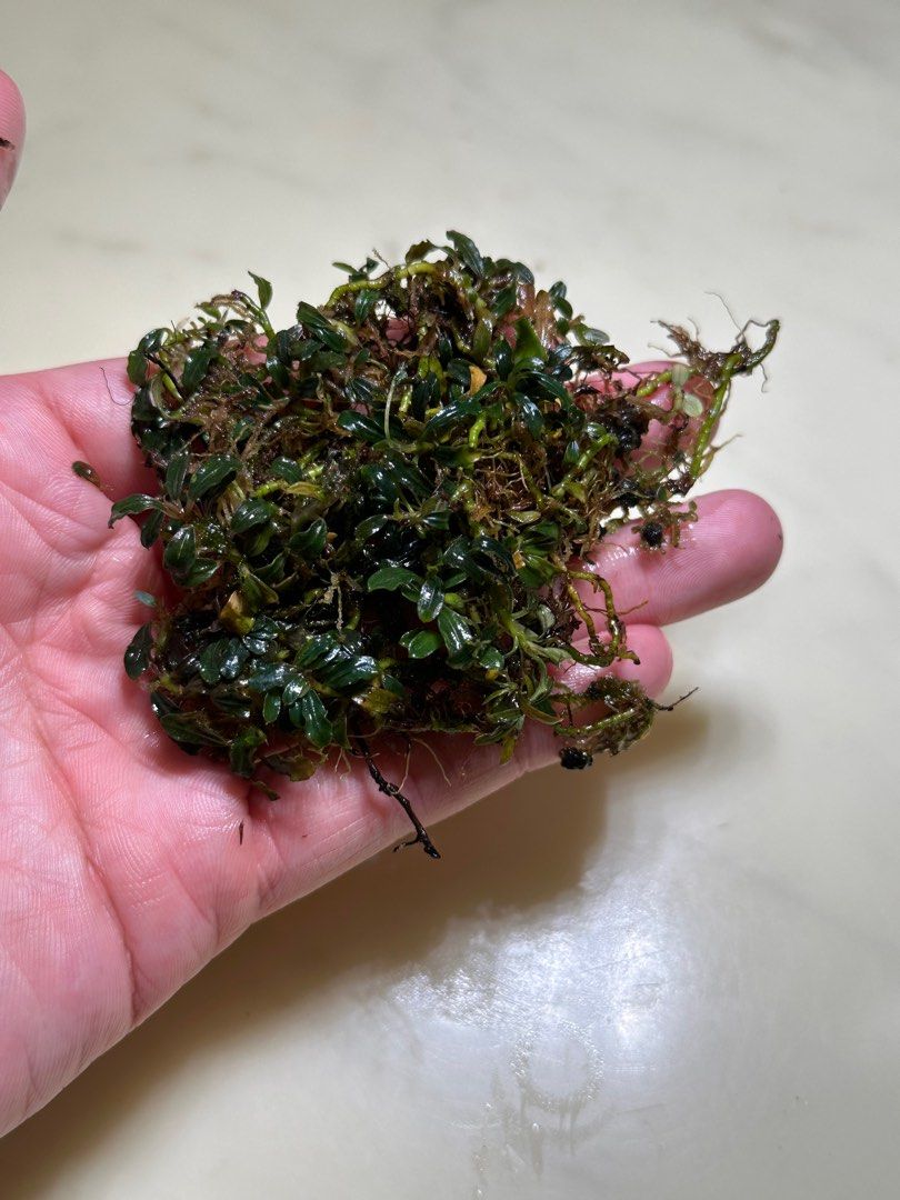 [Bucep Aquatic Plants] Bucephalandra Clump Catherine, Mini Phantom ...
