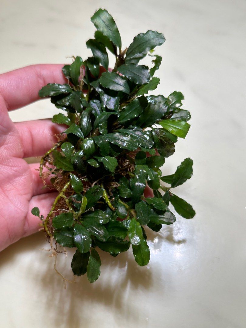 [Bucep Aquatic Plants] Bucephalandra Clump Catherine, Mini Phantom ...