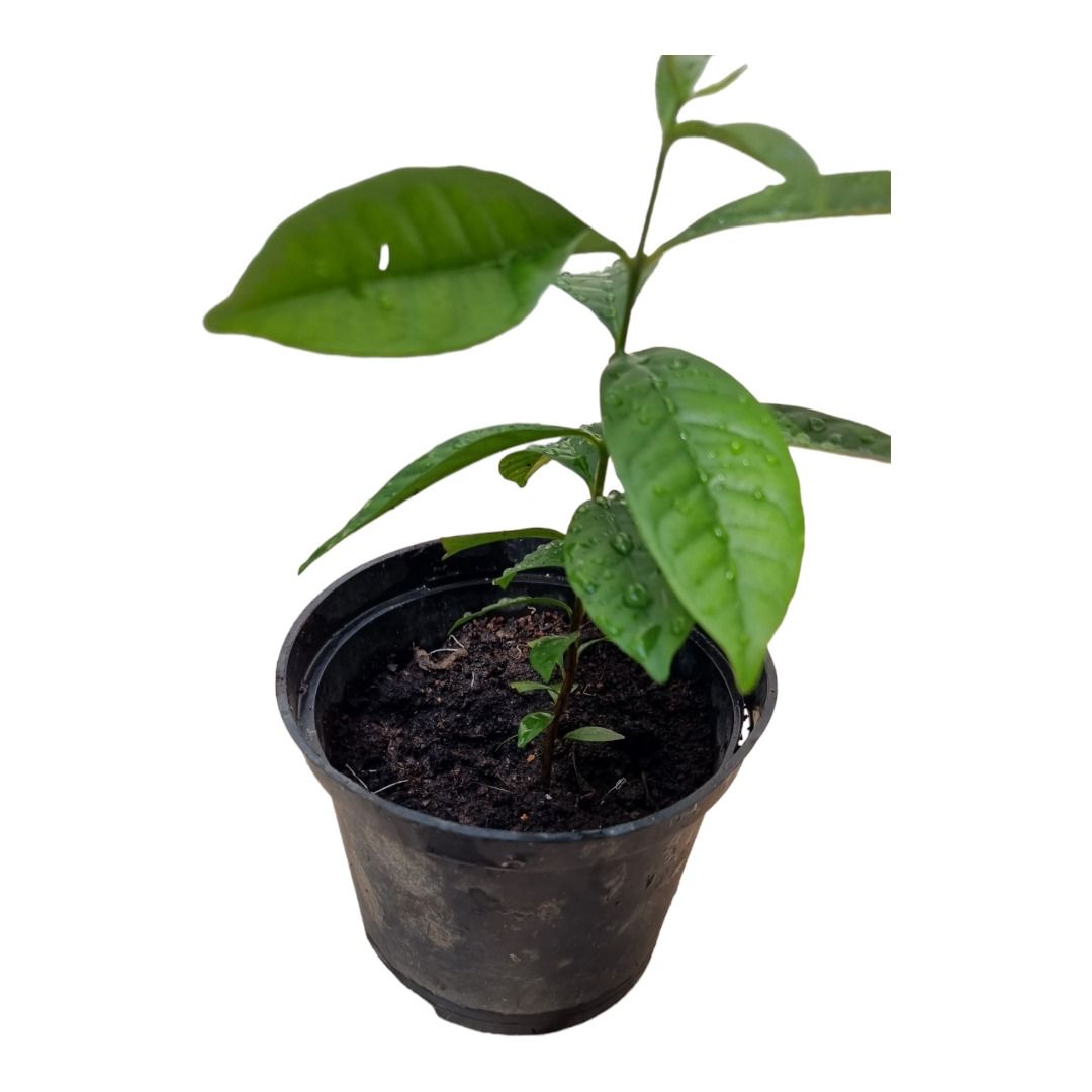Edible, Flavourful Bay Leaves Plant, Pokok Daun Salam For Sale ...