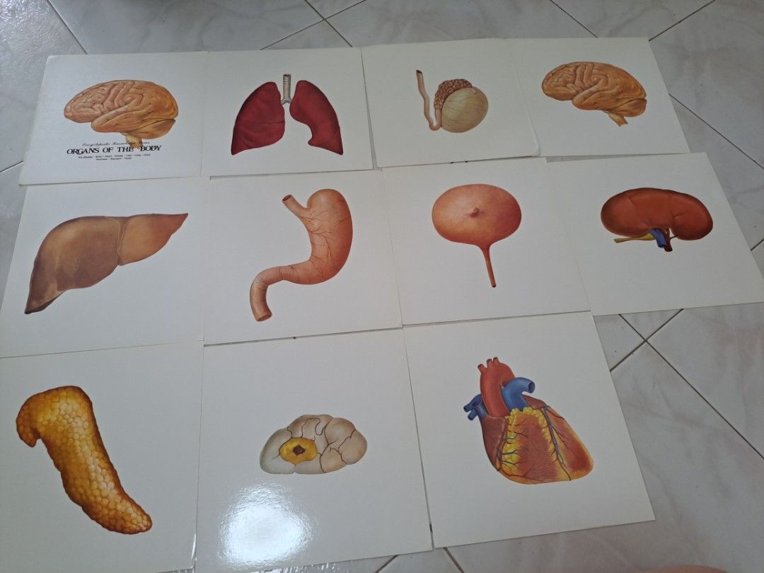 Bit of Intelligence Encyclopedia knowledge series large flash cards ...