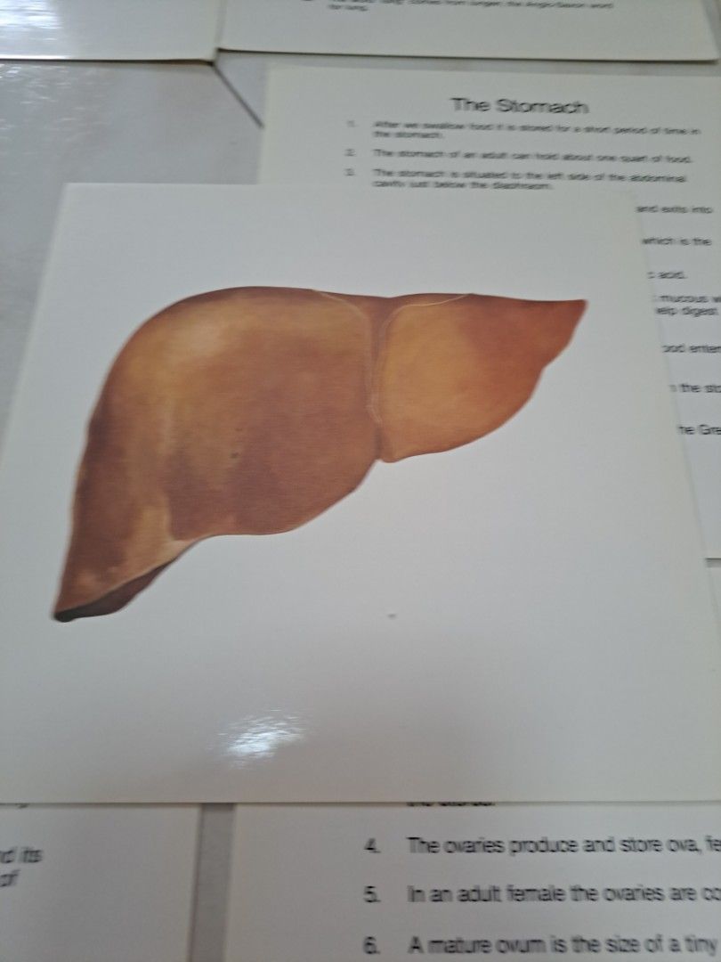 Bit of Intelligence Encyclopedia knowledge series large flash cards ...