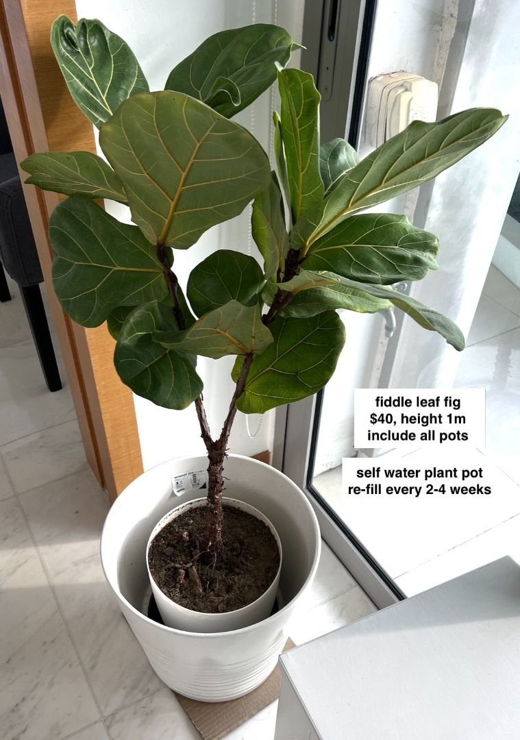 Fiddle-leaf fig, Ficus lyrata, Water once a month, Self water plant ...
