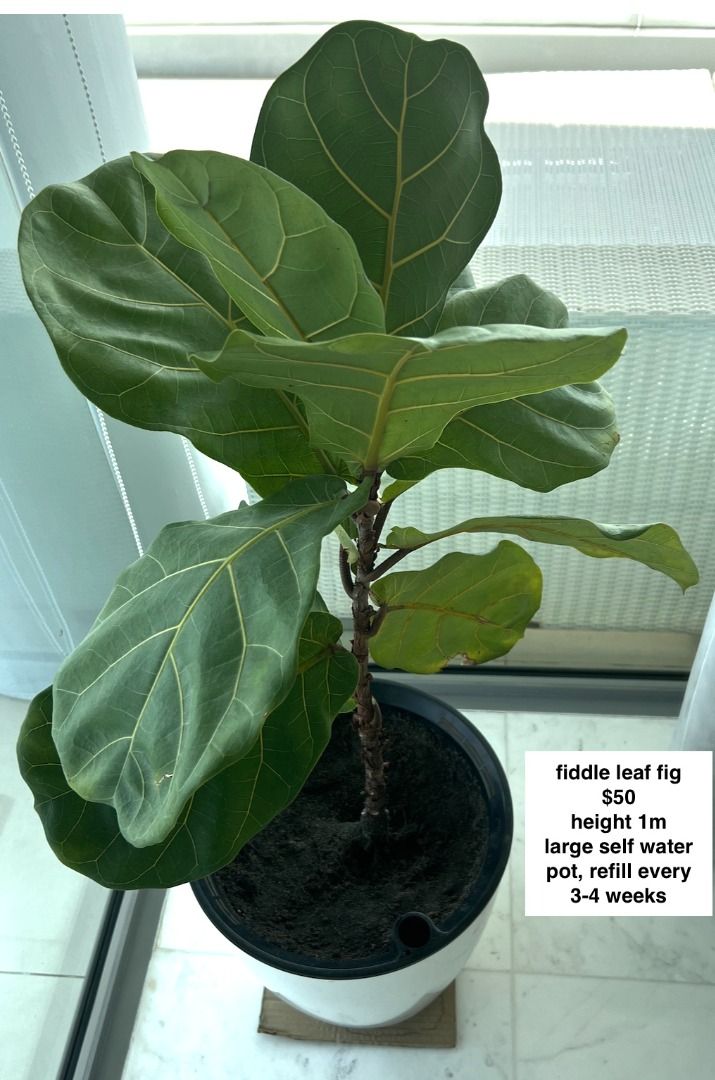 Fiddle-leaf fig, Ficus lyrata, Water once a month, Self water plant ...