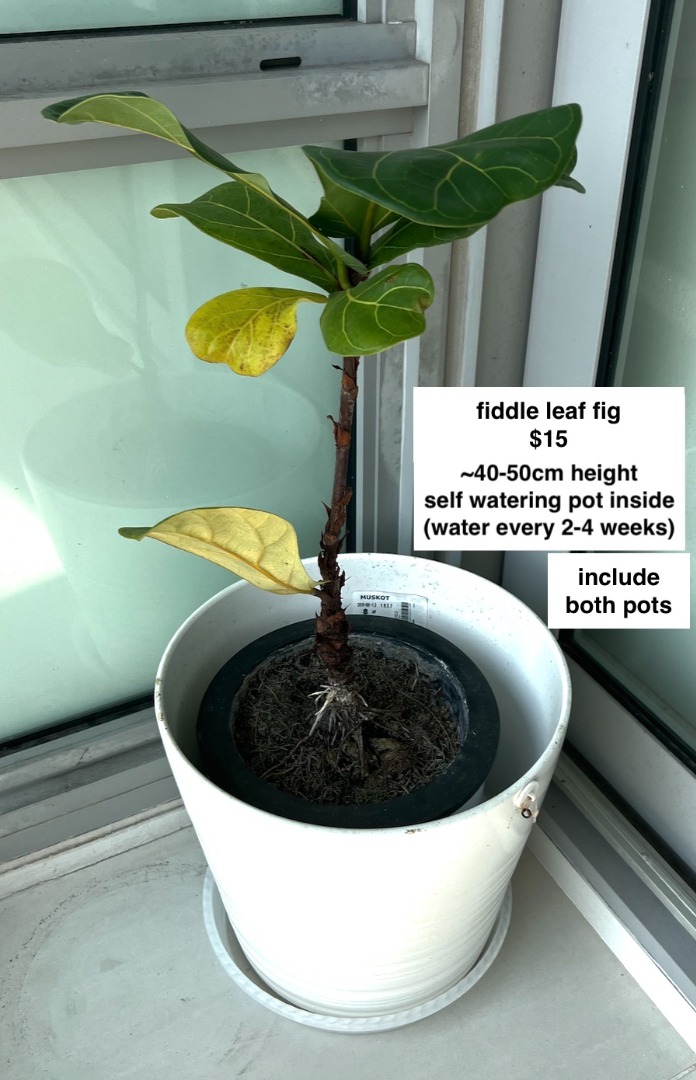 Fiddle-leaf fig, Ficus lyrata, Water once a month, Self water plant ...