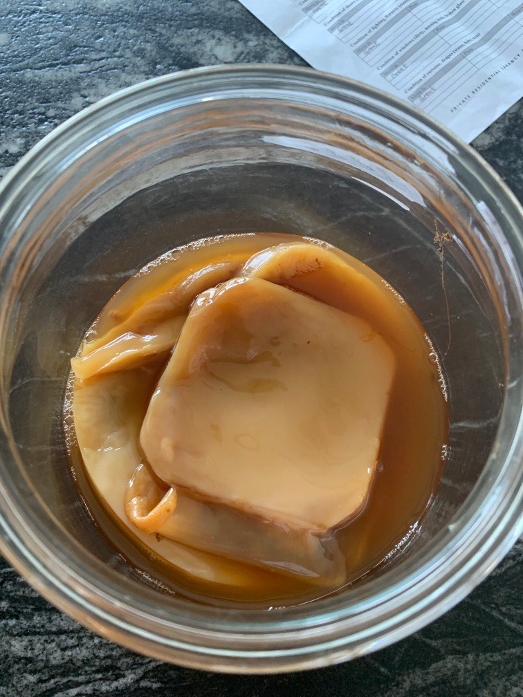 Free Scoby for brewing Kombucha, Food & Drinks, Beverages on Carousell