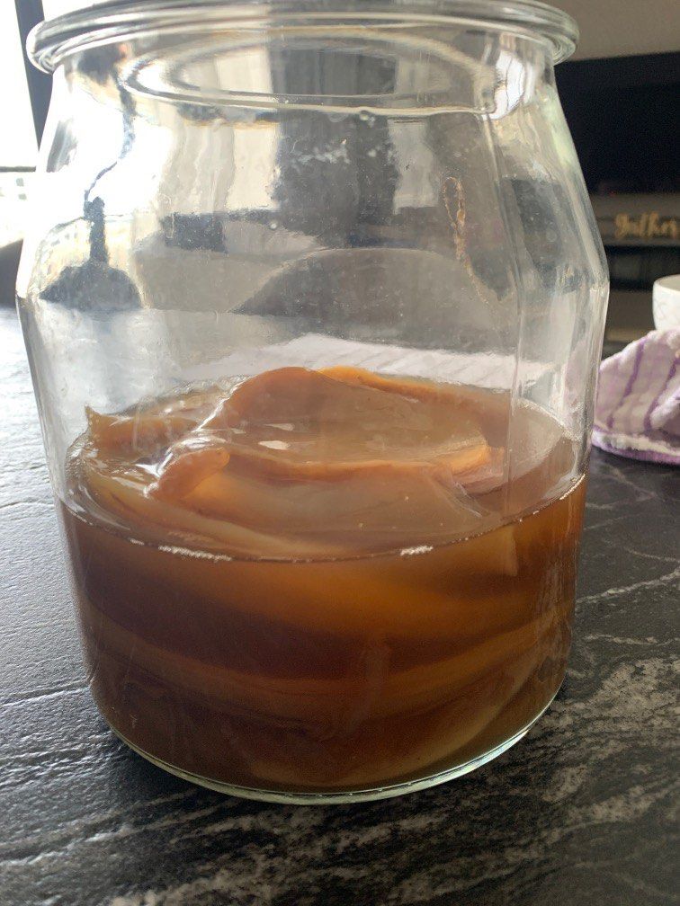 Free Scoby for brewing Kombucha, Food & Drinks, Beverages on Carousell