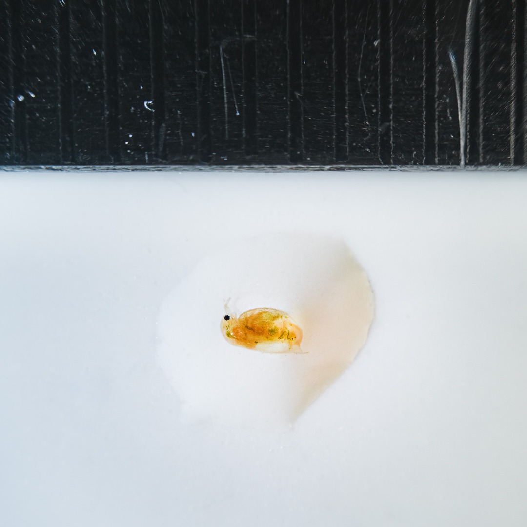 Kutu Air Daphnia Hidup Makanan Ikan | Water Flea Best Live Food for ...