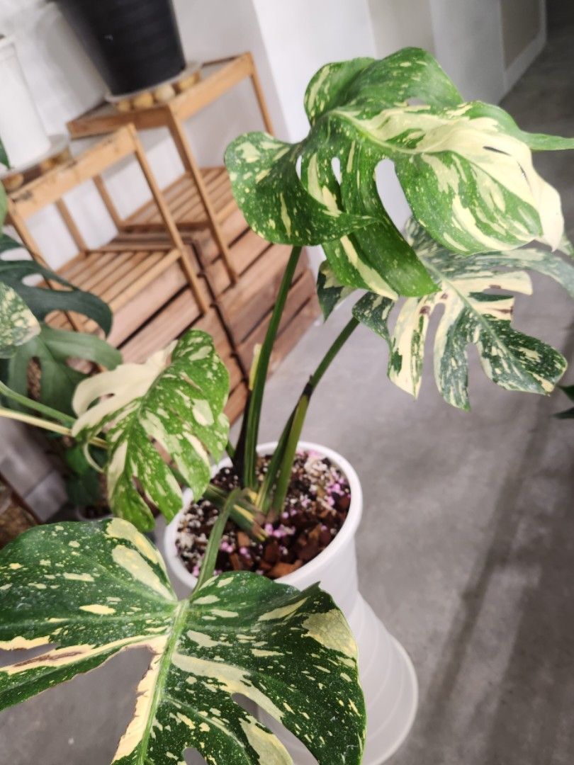 Monstera deliciosa thaicon ivory verigated, Furniture & Home Living ...