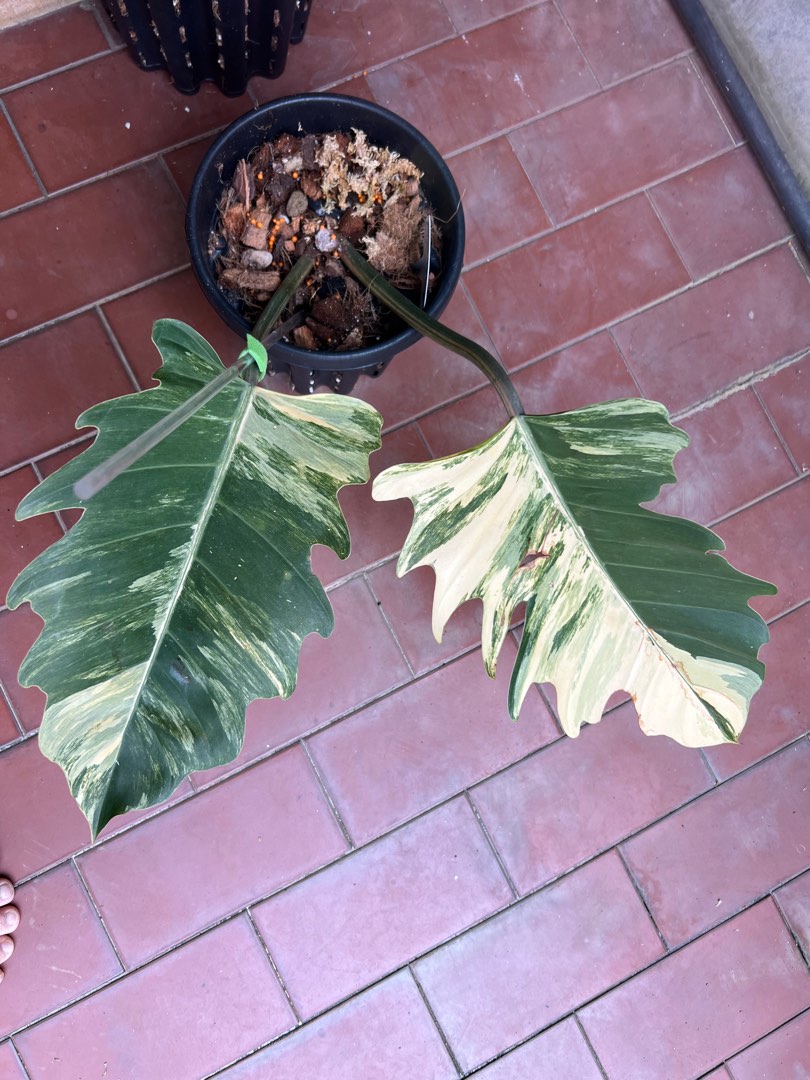 Philodendron caramel marble, Furniture & Home Living, Gardening, Plants ...