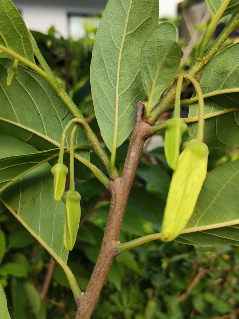 Taiwan Rose Custard Apple, Furniture & Home Living, Gardening, Plants ...