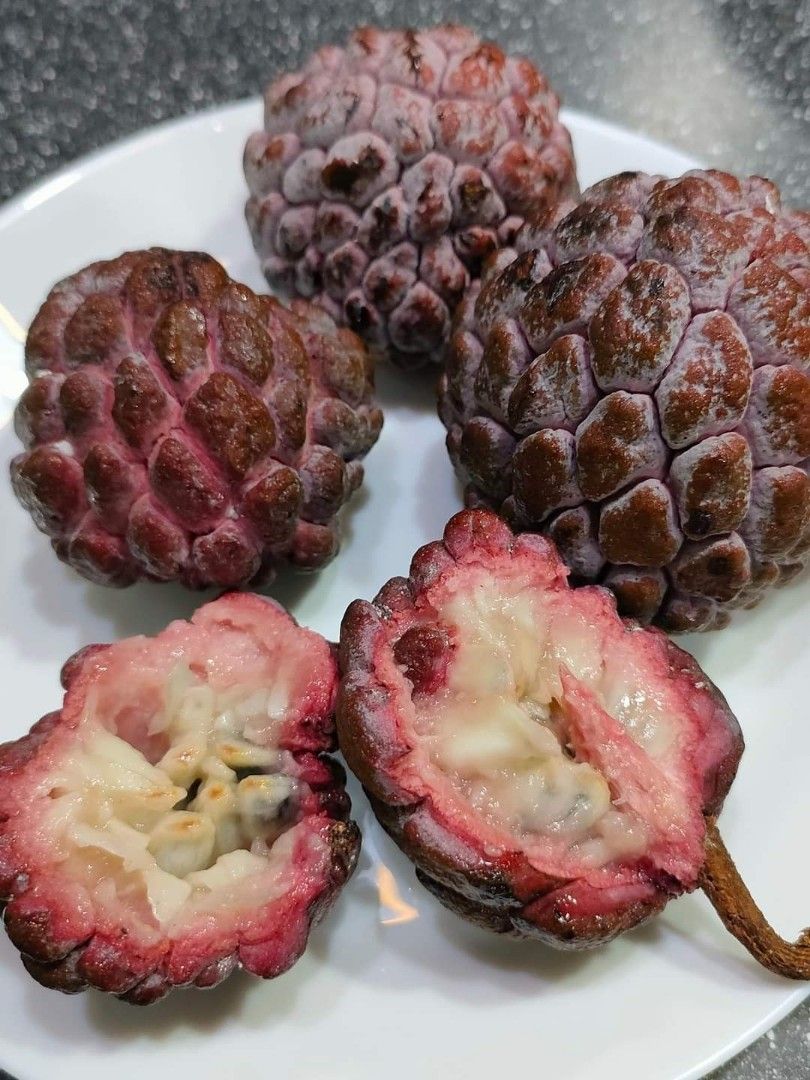 Taiwan Rose Custard Apple, Furniture & Home Living, Gardening, Plants ...
