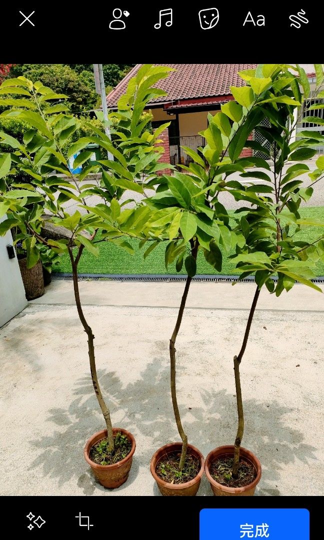 Taiwan Rose Custard Apple, Furniture & Home Living, Gardening, Plants ...