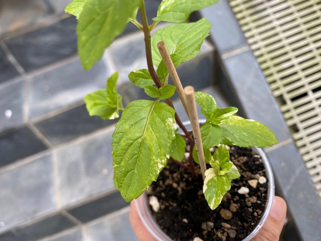 Variegated peppermint mint, Furniture & Home Living, Gardening, Plants ...