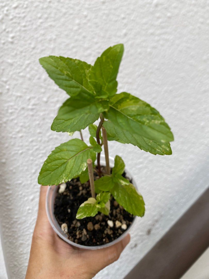 Variegated peppermint mint, Furniture & Home Living, Gardening, Plants ...