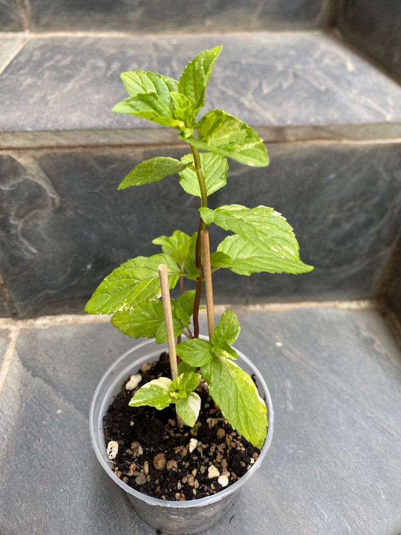 Variegated peppermint mint, Furniture & Home Living, Gardening, Plants ...