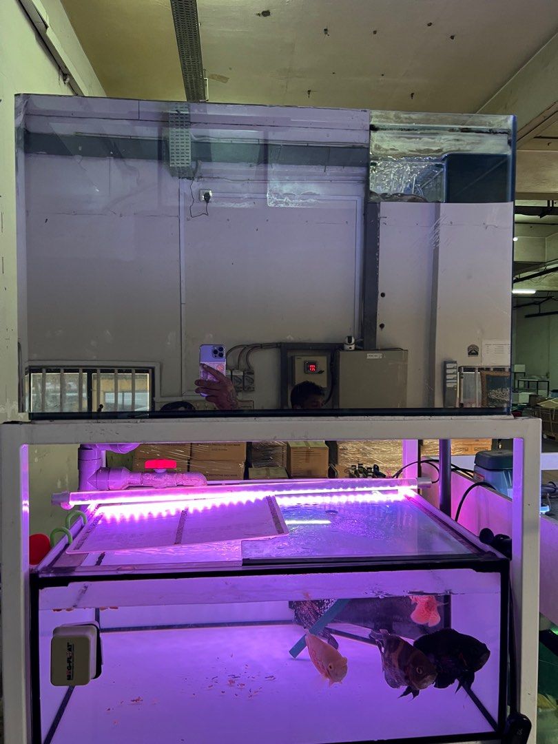 3 Tier Fish Tank, Pet Supplies, Homes & Other Pet Accessories on Carousell