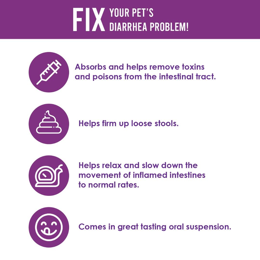 Animedx DiarrheaFix anti diarrheal solution for cat and dog 100ml, Pet ...