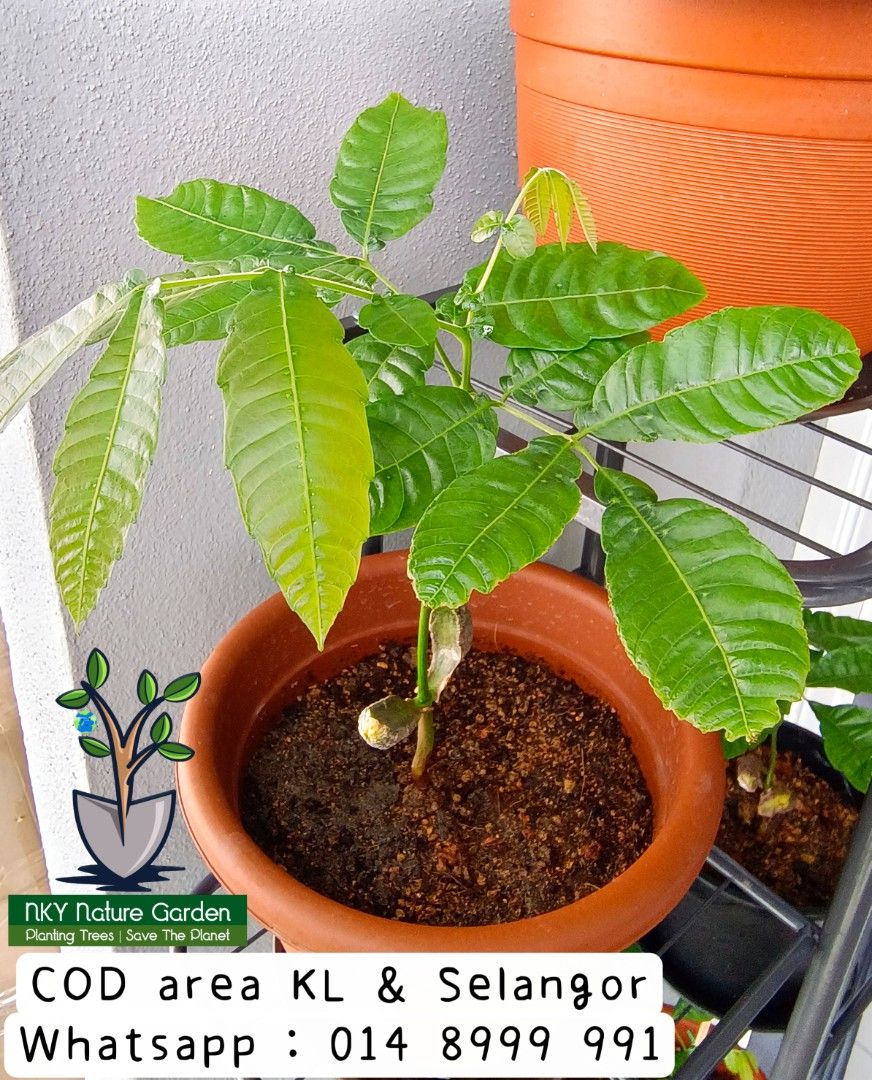 🌳Brazilian Longan Tree | Anak Pokok Matoa Longan Brazil | 巴西龙眼🌳NKY ...