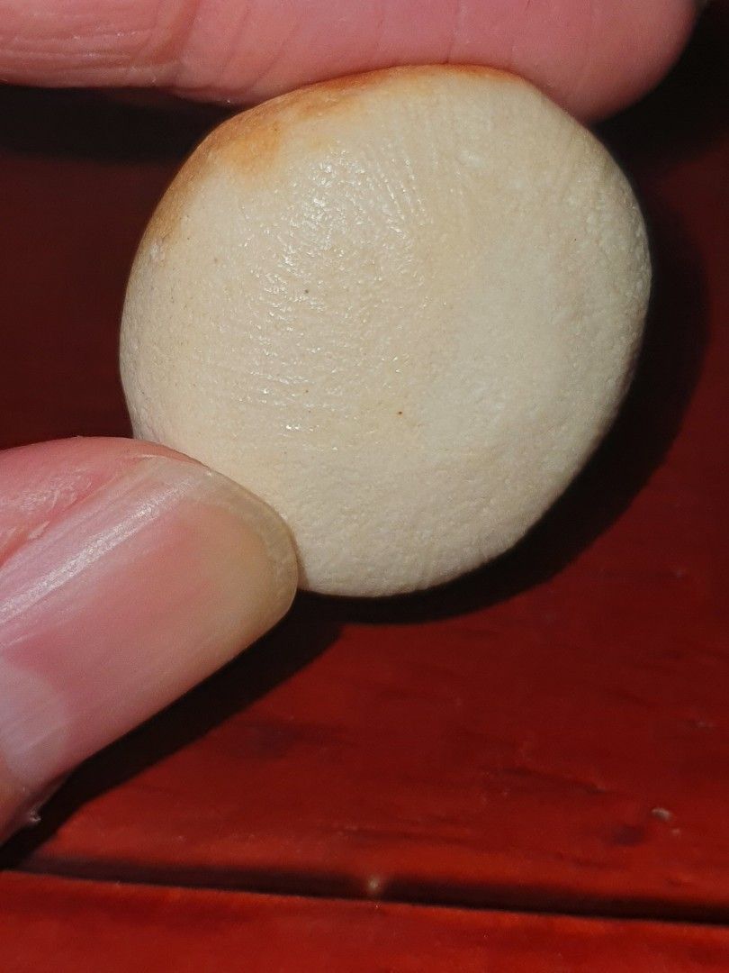 Buntat kelapa(coconut pearl), Hobbies & Toys, Memorabilia ...