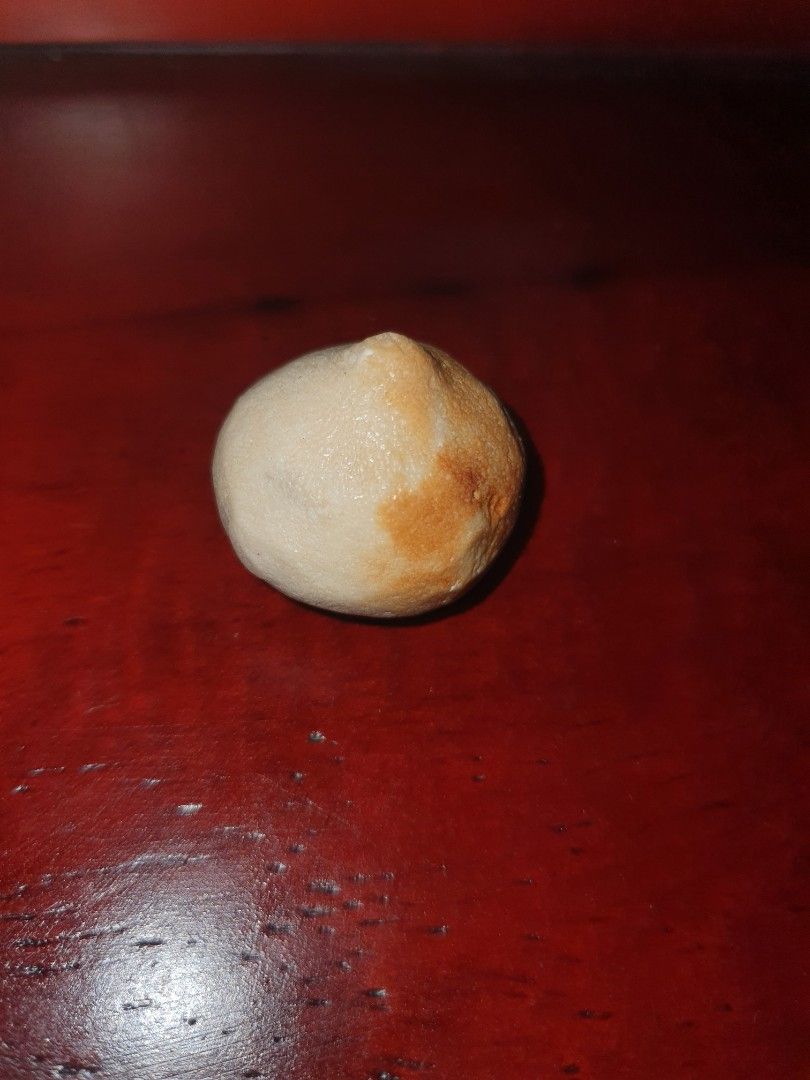 Buntat kelapa(coconut pearl), Hobbies & Toys, Memorabilia ...