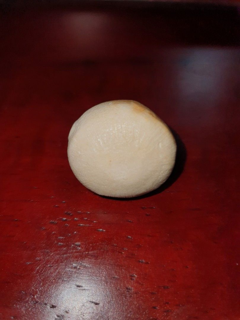 Buntat kelapa(coconut pearl), Hobbies & Toys, Memorabilia ...