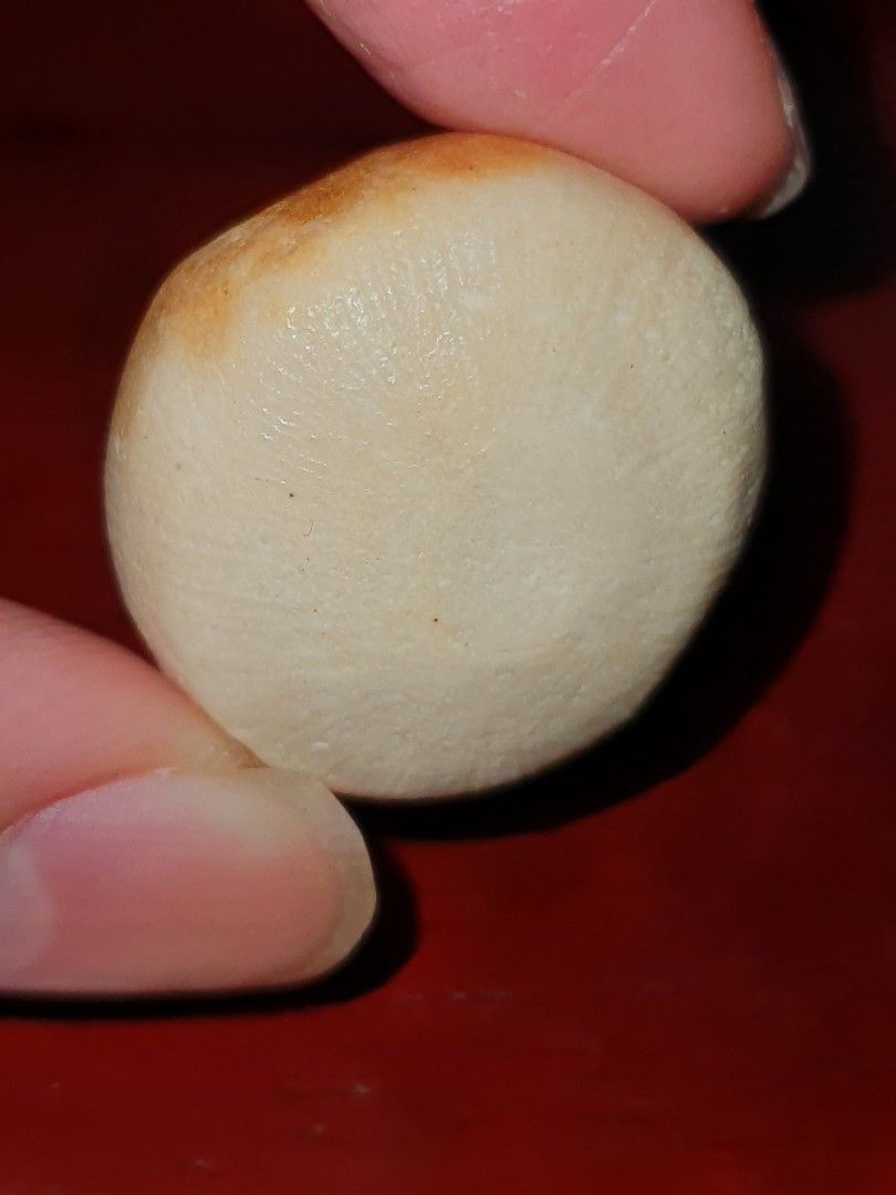 Buntat kelapa(coconut pearl), Hobbies & Toys, Memorabilia ...