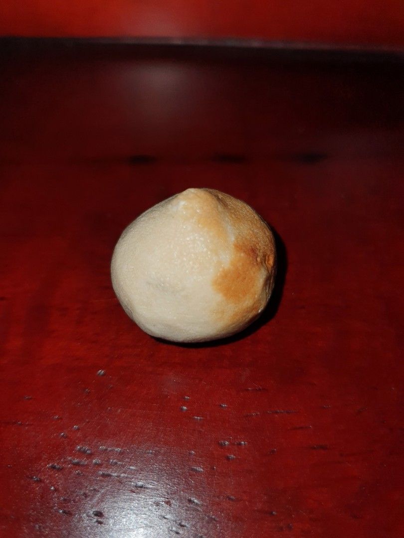 Buntat kelapa(coconut pearl), Hobbies & Toys, Memorabilia ...