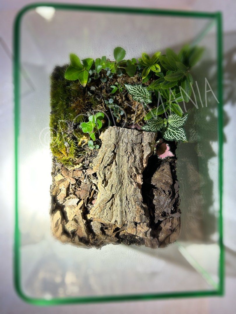 Isopods display enclosure/terrarium/vivarium, Pet Supplies, Homes ...