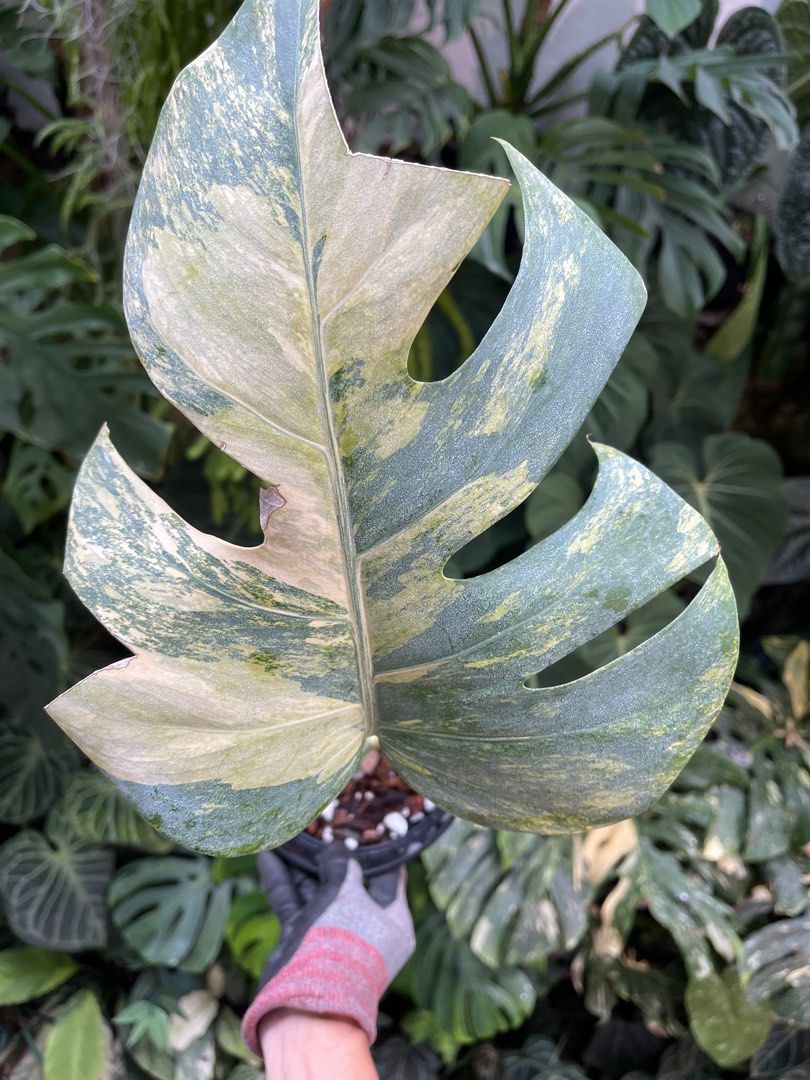 Monstera Aurea Tricolor Borsigiana, Furniture & Home Living, Gardening ...