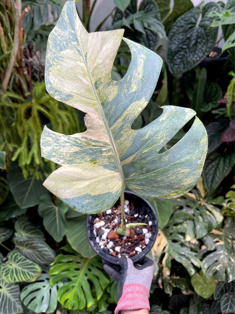 Monstera Aurea Tricolor Borsigiana, Furniture & Home Living, Gardening ...