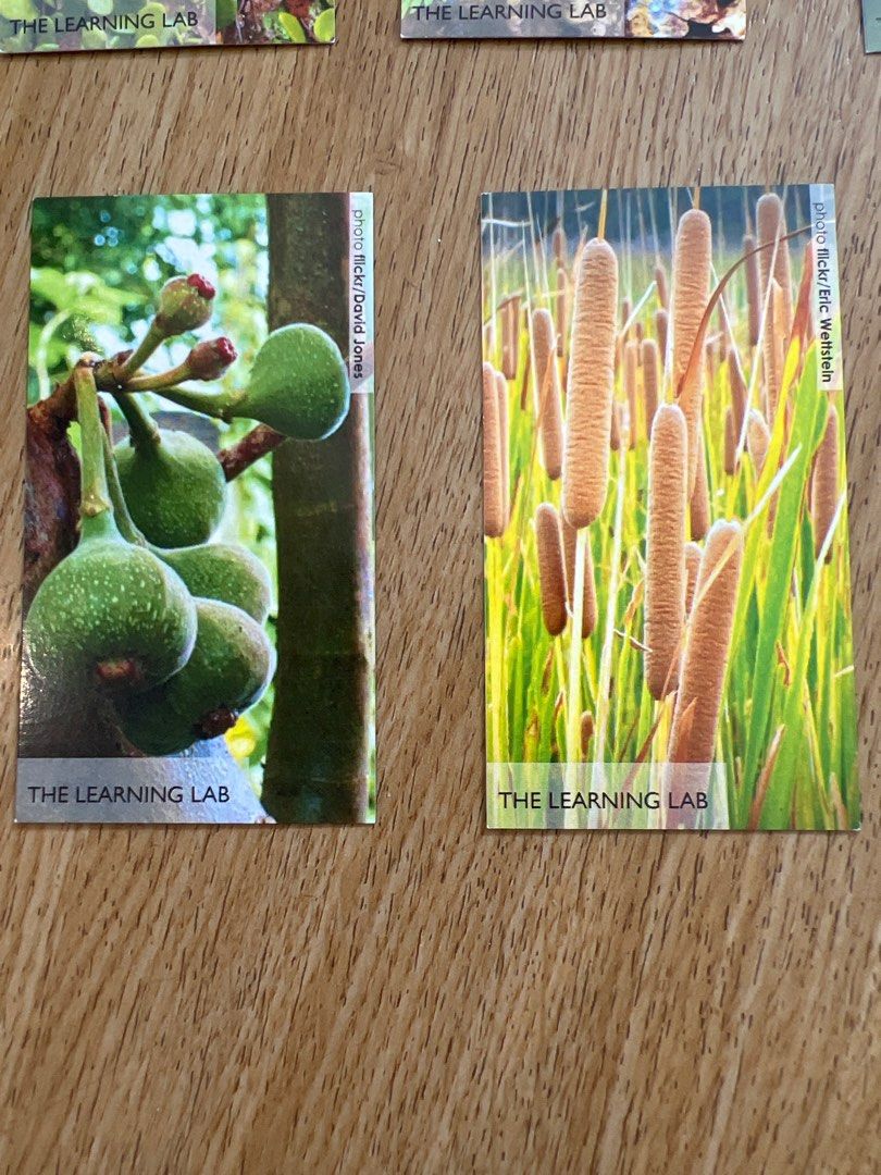 P3 / P4 Science - Fun facts on all plants Flash Cards( Enrichment ...