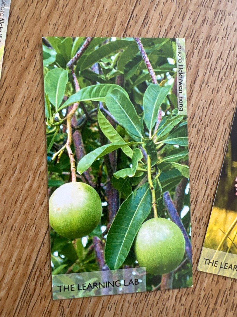 P3 / P4 Science - Fun facts on all plants Flash Cards( Enrichment ...