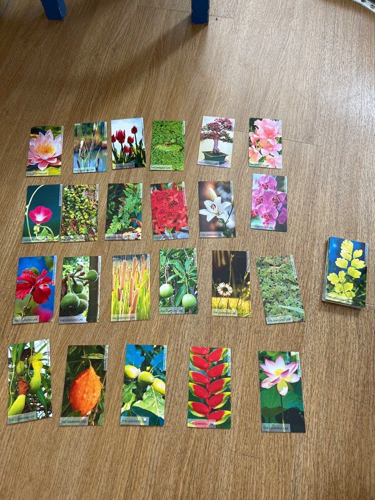 P3 / P4 Science - Fun facts on all plants Flash Cards( Enrichment ...