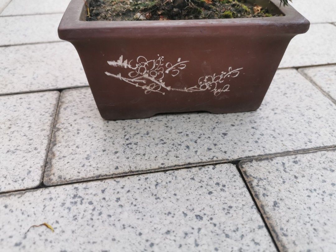 Sleeping pine plant, Furniture & Home Living, Gardening, Plants & Seeds ...