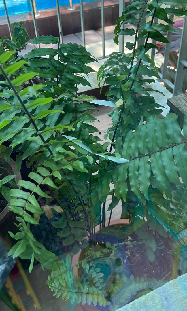 Large Sword fern plant, Furniture & Home Living, Gardening, Plants ...