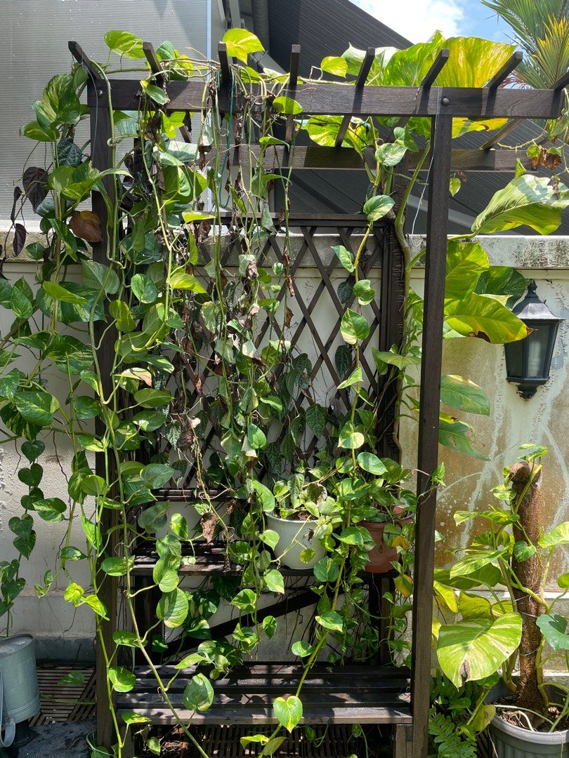 Trellis with 2 species crawling plant ., Furniture & Home Living ...