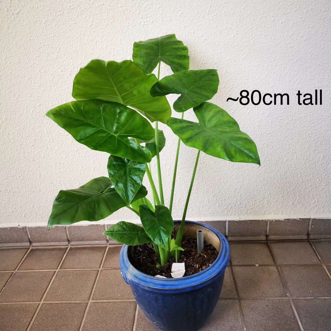 Alocasia macrorrhizos / giant taro / giant alocasia / pia plant ...