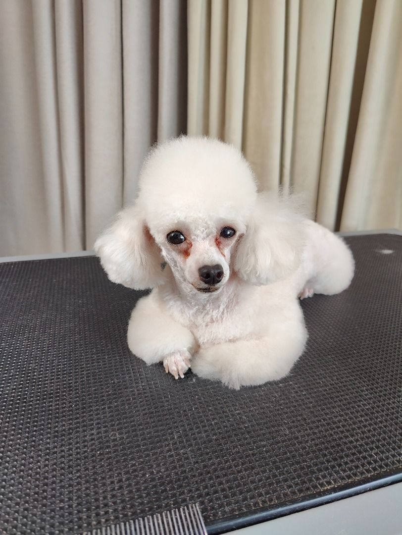 Dog Grooming, West Area, Bukit Batok, Buikit Panjang, location: Choa ...