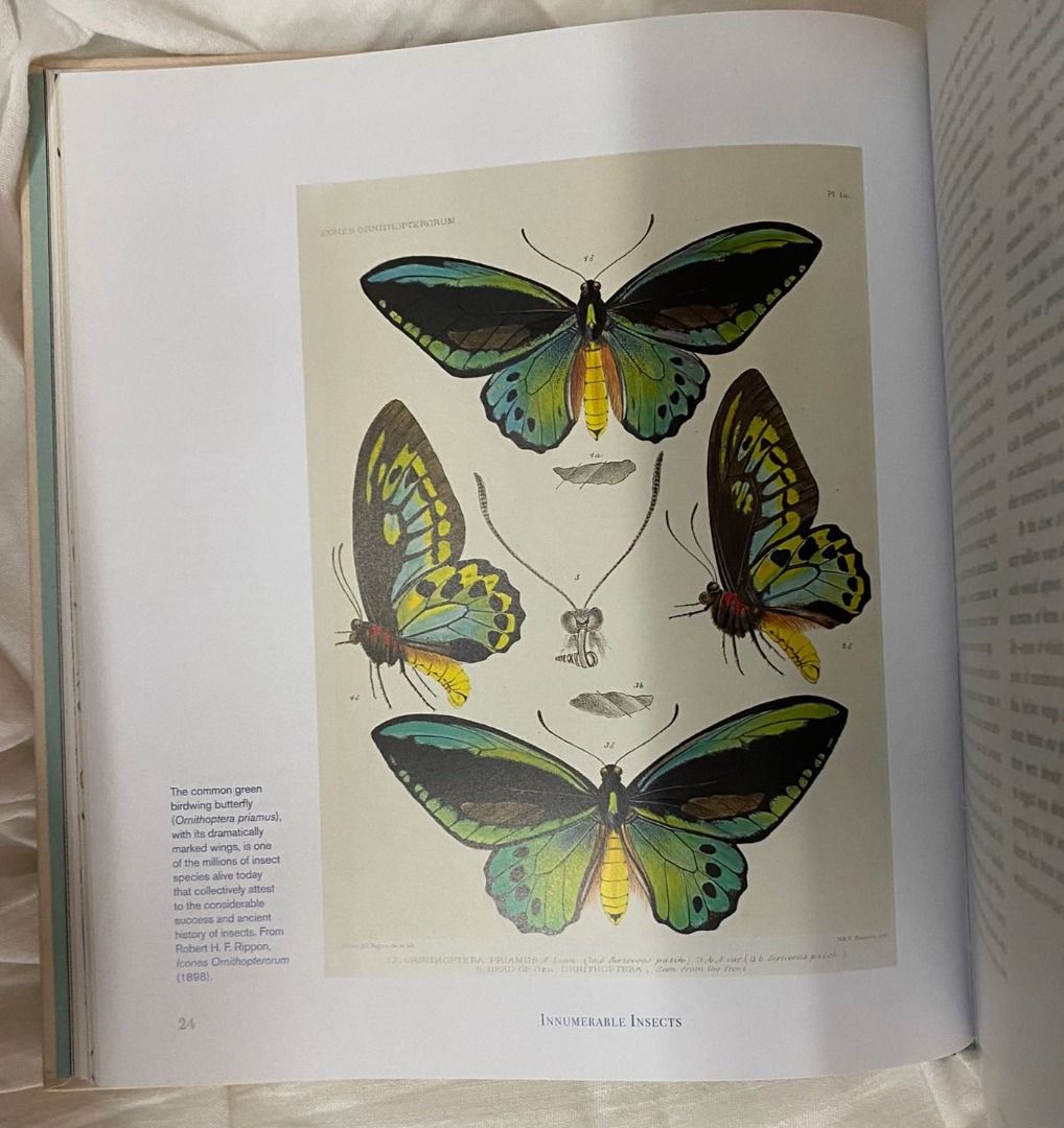 Innumerable Insects: The Story of the Most Diverse and Myriad Animals ...