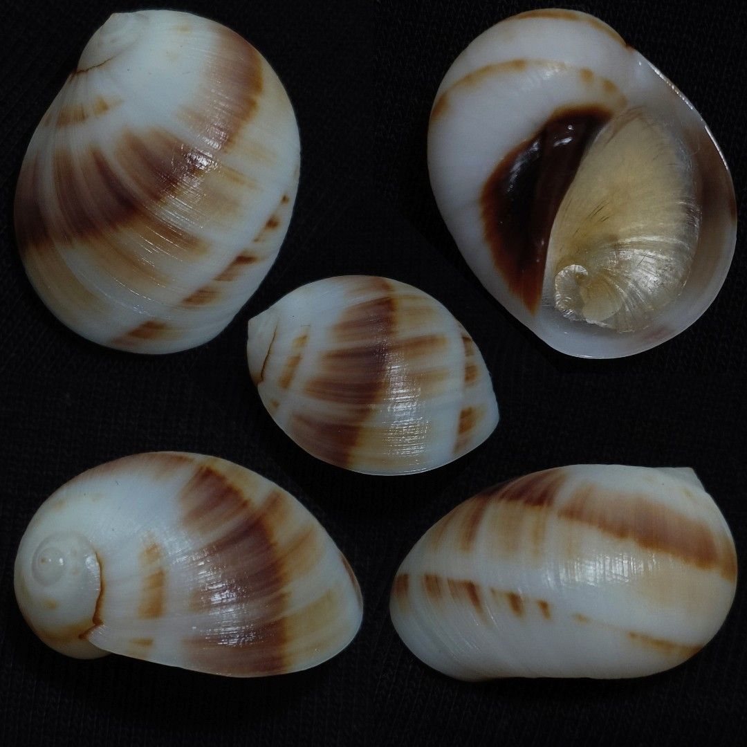 Seashell - Kuroda's Moon Shell (Top Perfect Condition), Hobbies & Toys ...