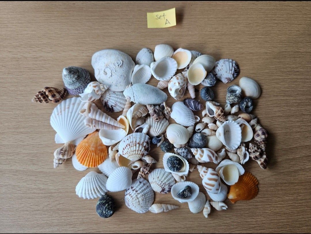 Seashells, Hobbies & Toys, Stationery & Craft, Craft Supplies & Tools ...
