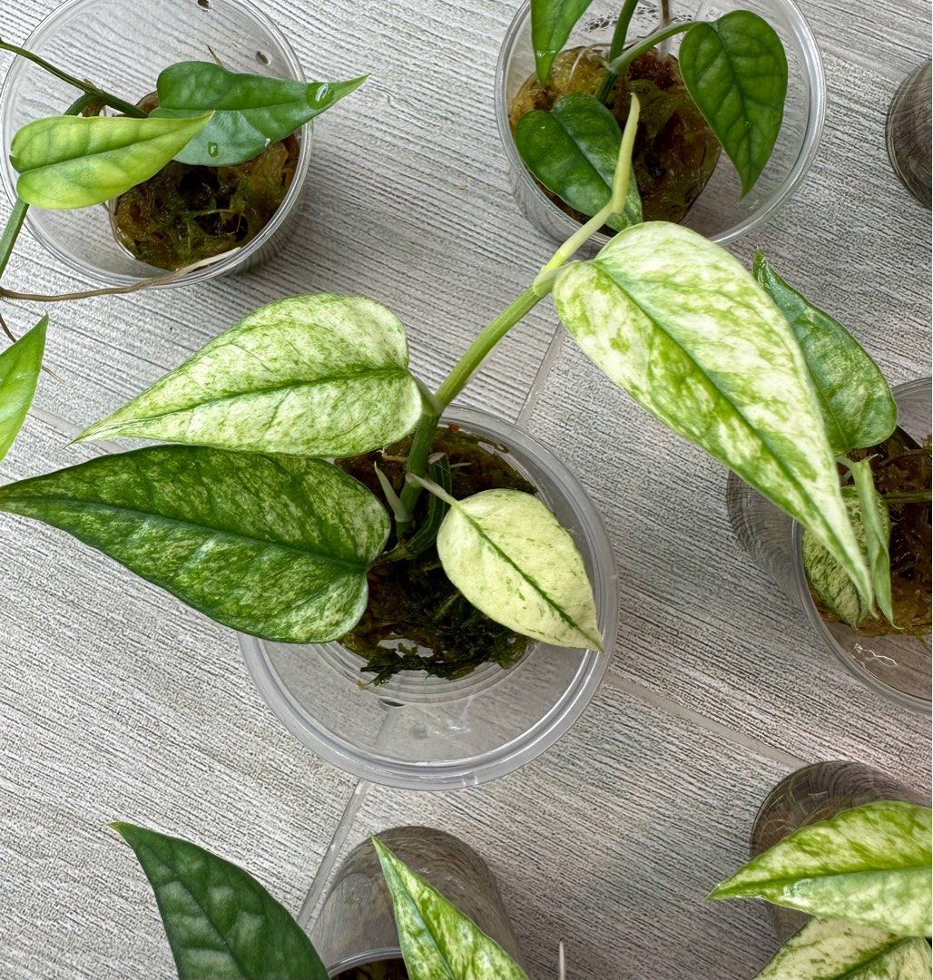 Updated! Variegated Epipremnum Cebu Blue Cuttings, Furniture & Home ...