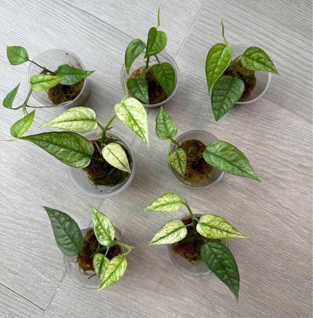 Updated! Variegated Epipremnum Cebu Blue Cuttings, Furniture & Home ...