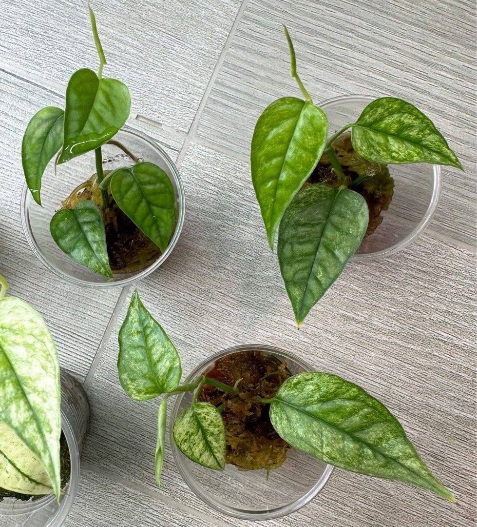 Updated! Variegated Epipremnum Cebu Blue Cuttings, Furniture & Home ...